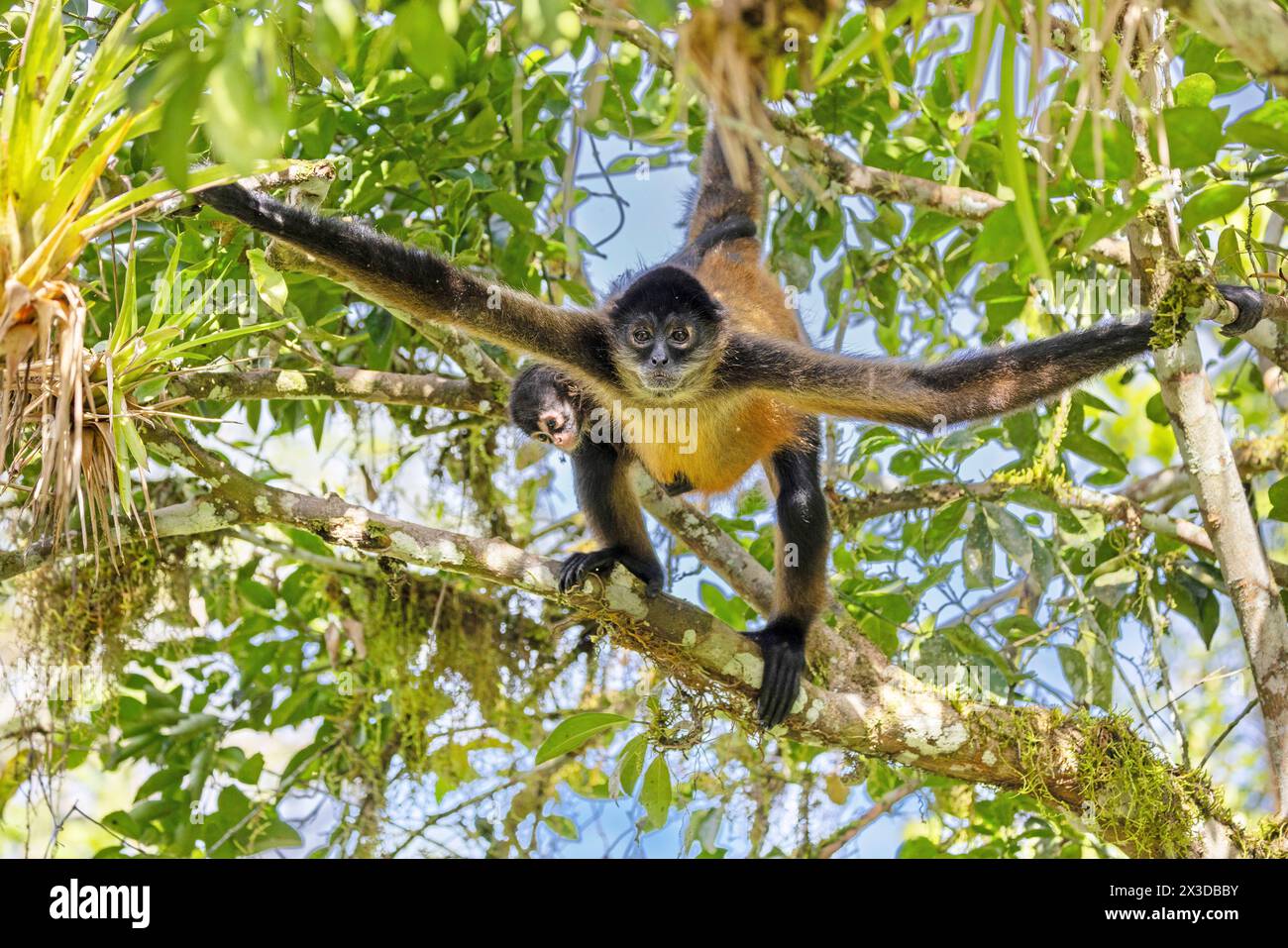 Geoffroy's spider monkey, Black-handed spider monkey, Central American ...