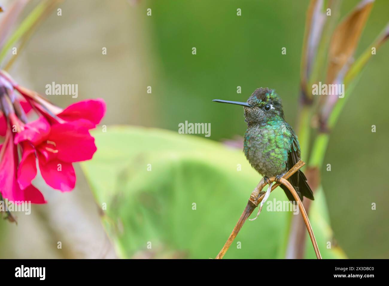Talamanca hummingbird, Admirable hummingbird (Eugenes spectabilis ...