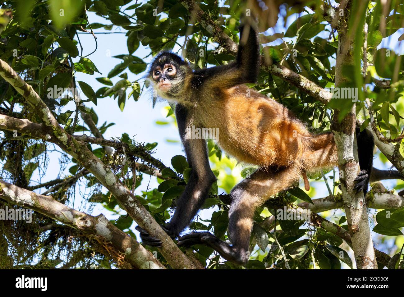 Geoffroy's spider monkey, Black-handed spider monkey, Central American ...