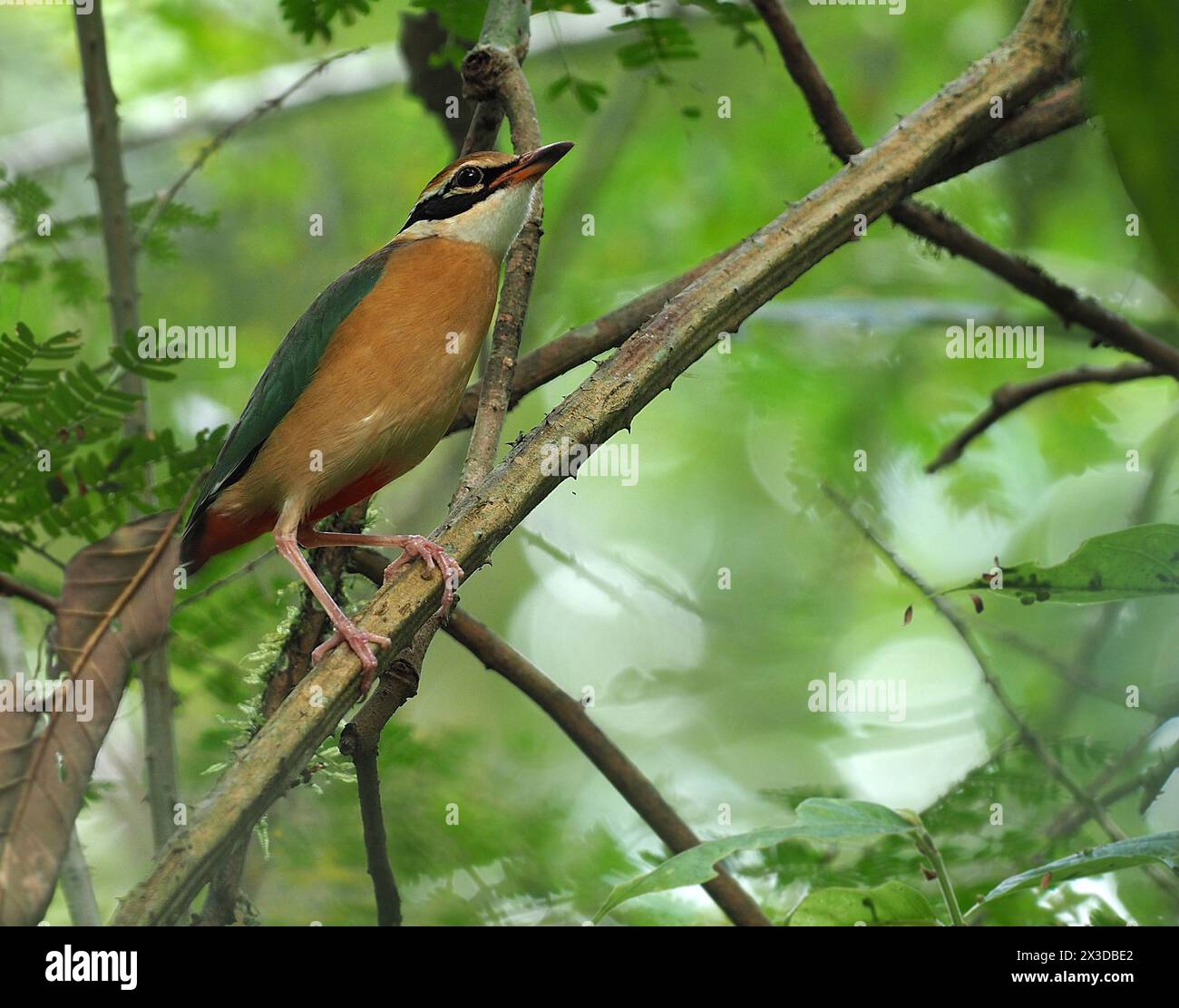 Blue-winged pitta, Indian pitta (Pitta brachyura), sitting on a branch ...