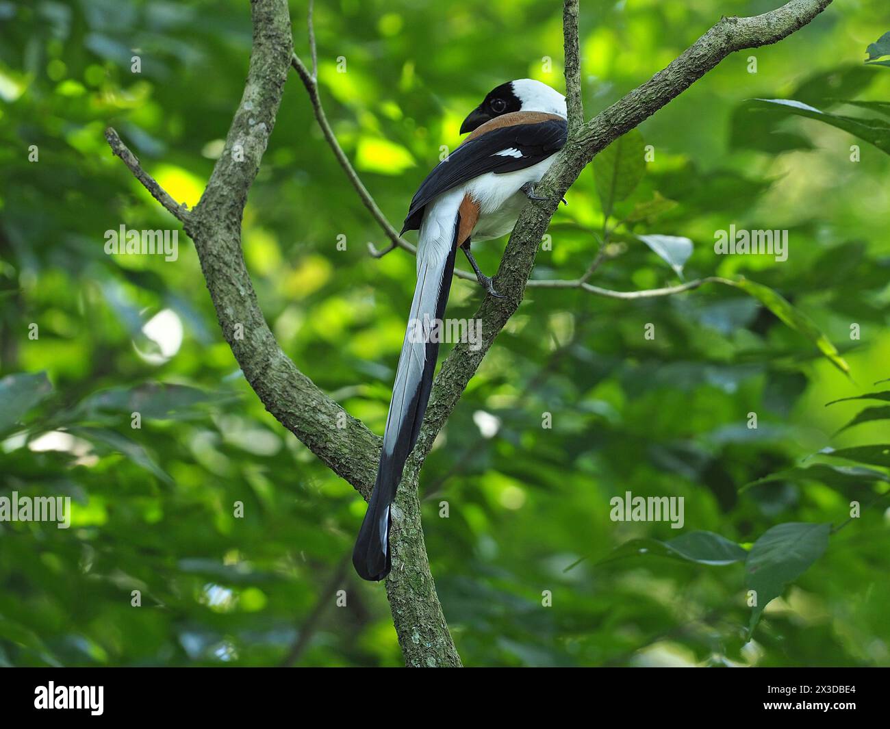 southern tree pie (Dendrocitta leucogastra), sitting on a branch, India ...