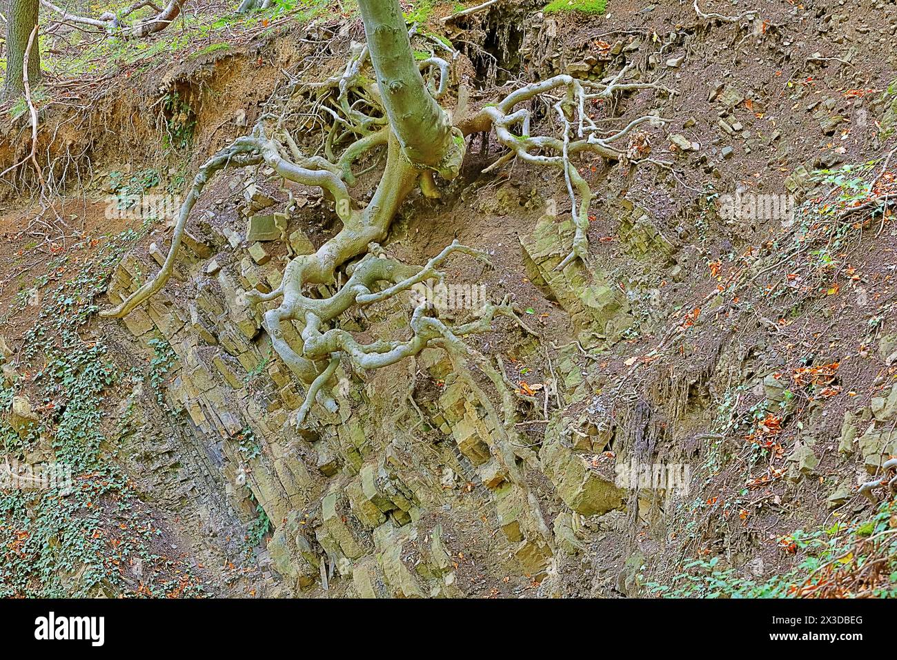 common beech (Fagus sylvatica), exposed roots of a beech tree, Germany ...