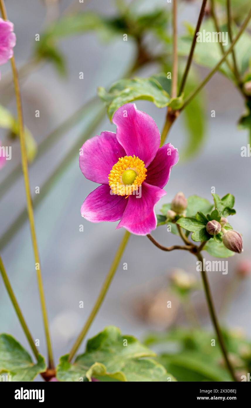 Japanese anemone, Japanese windflower, Chinese anemone (Anemone ...