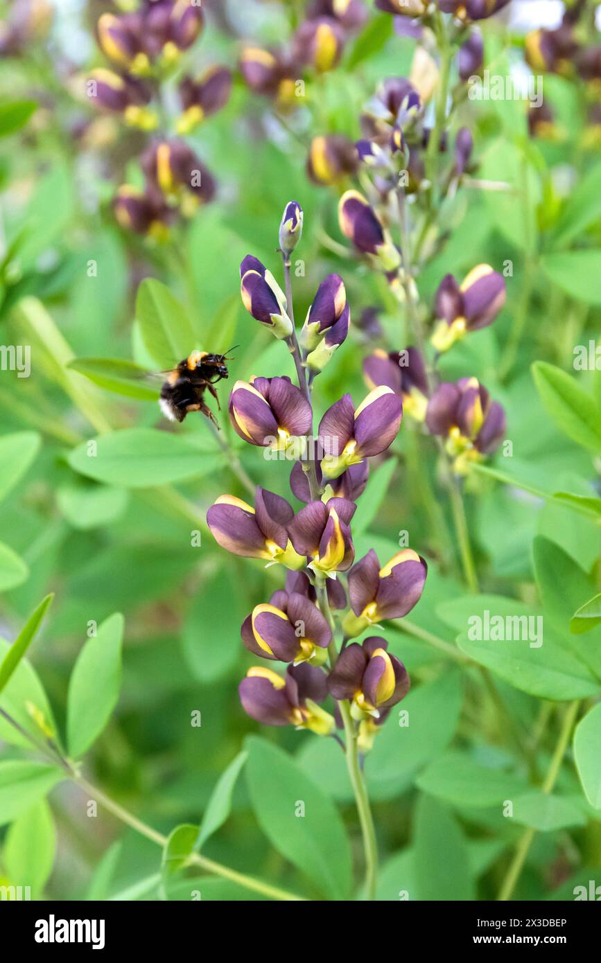 wild indigo, wild false indigo (Baptisia 'Dutch Chocolate', Baptisia ...