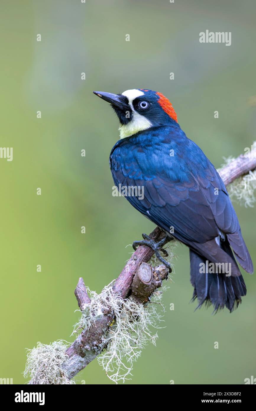 Acorn woodpecker (Melanerpes formicivorus), Male sitting on a branch in ...