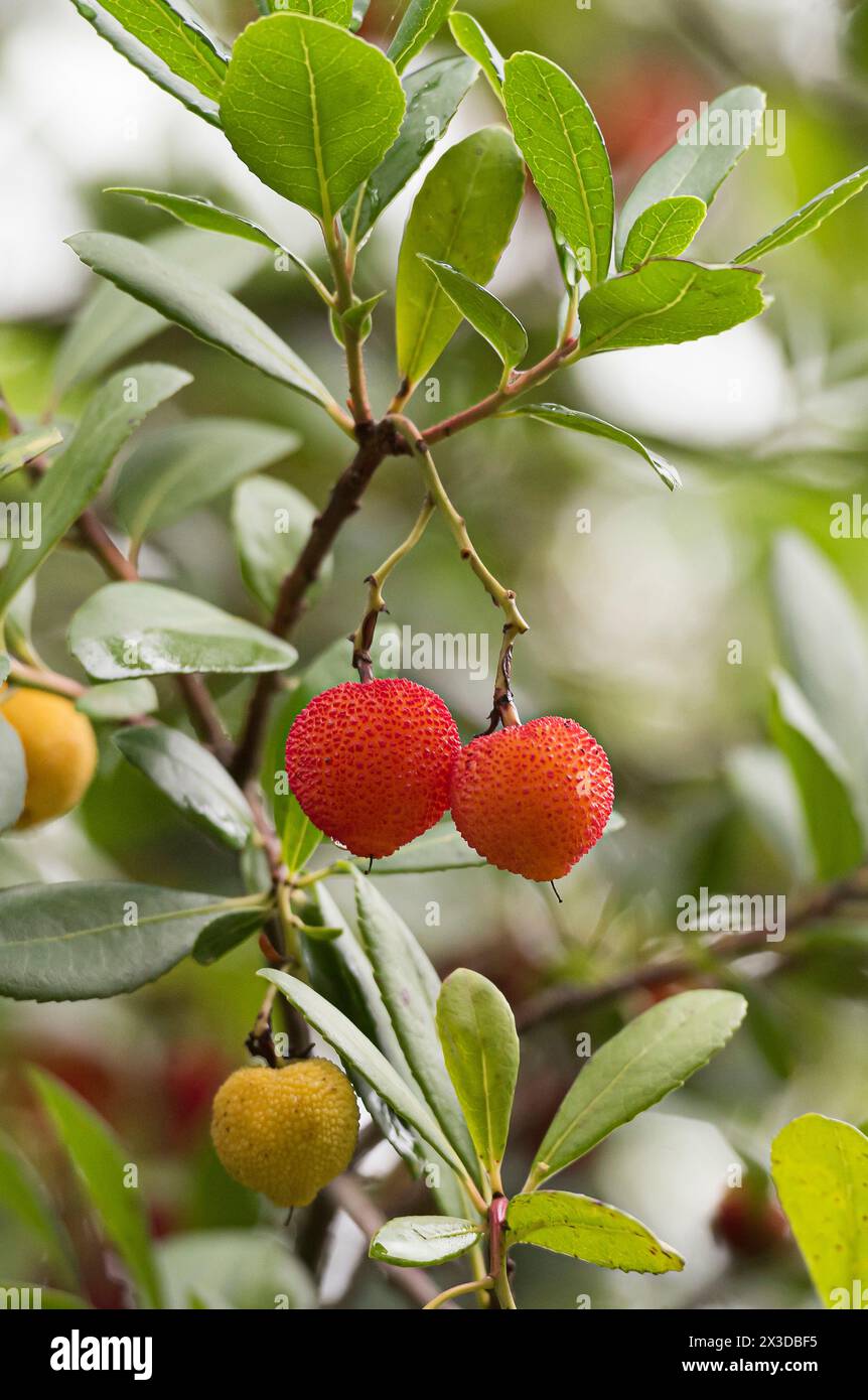 Strawberry tree, Chorleywood, Killarney strawberry tree (Arbutus unedo ...