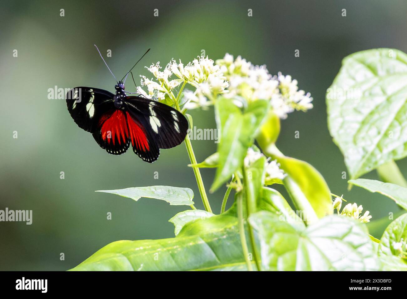 Doris butterfly, Doris longwing, Doris (Heliconius doris), sucking ...