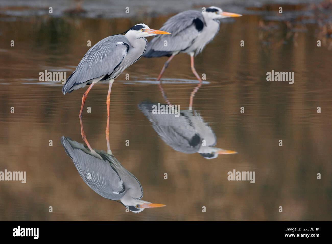 grey heron (Ardea cinerea), two grey herons walking through shallow ...