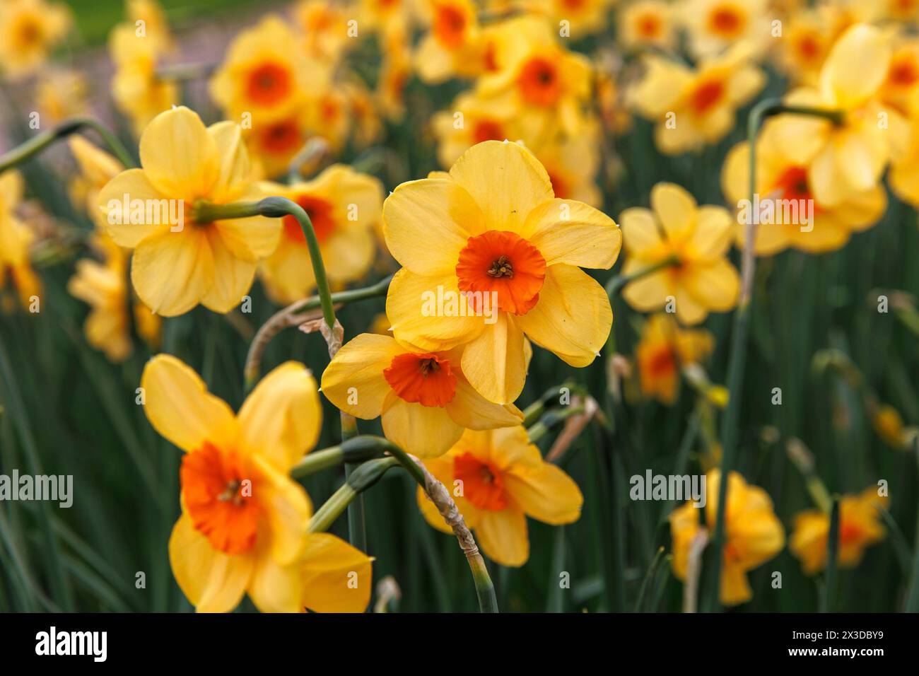 narcissus (Narcissus Altruist), Germany. Narzissen (Narcissus Altruist ...