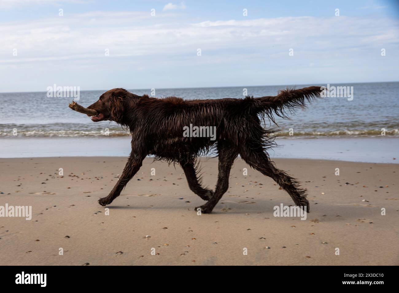 Irish Setter on the beach in Domburg on Walcheren, Zeeland, Netherlands ...
