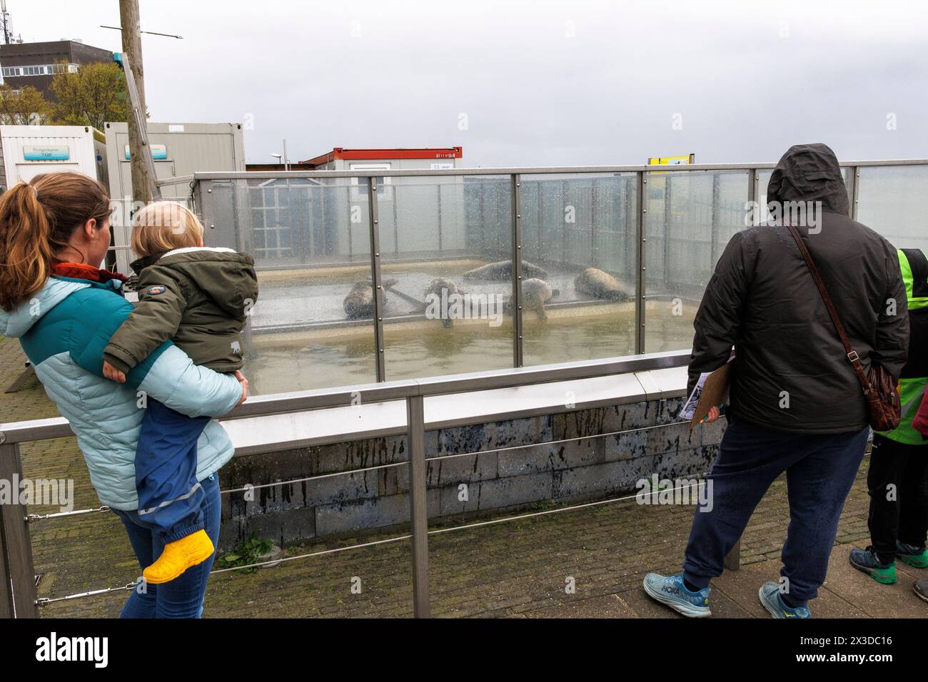 seal sanctuary A Seal in Stellendam on the Goeree-Overflakkee peninsula ...