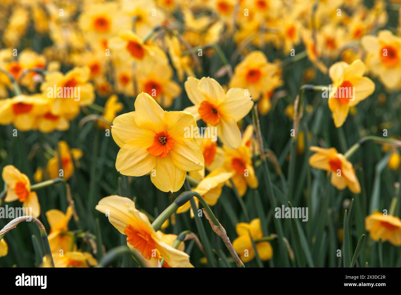 narcissus (Narcissus Altruist), Germany. Narzissen (Narcissus Altruist ...