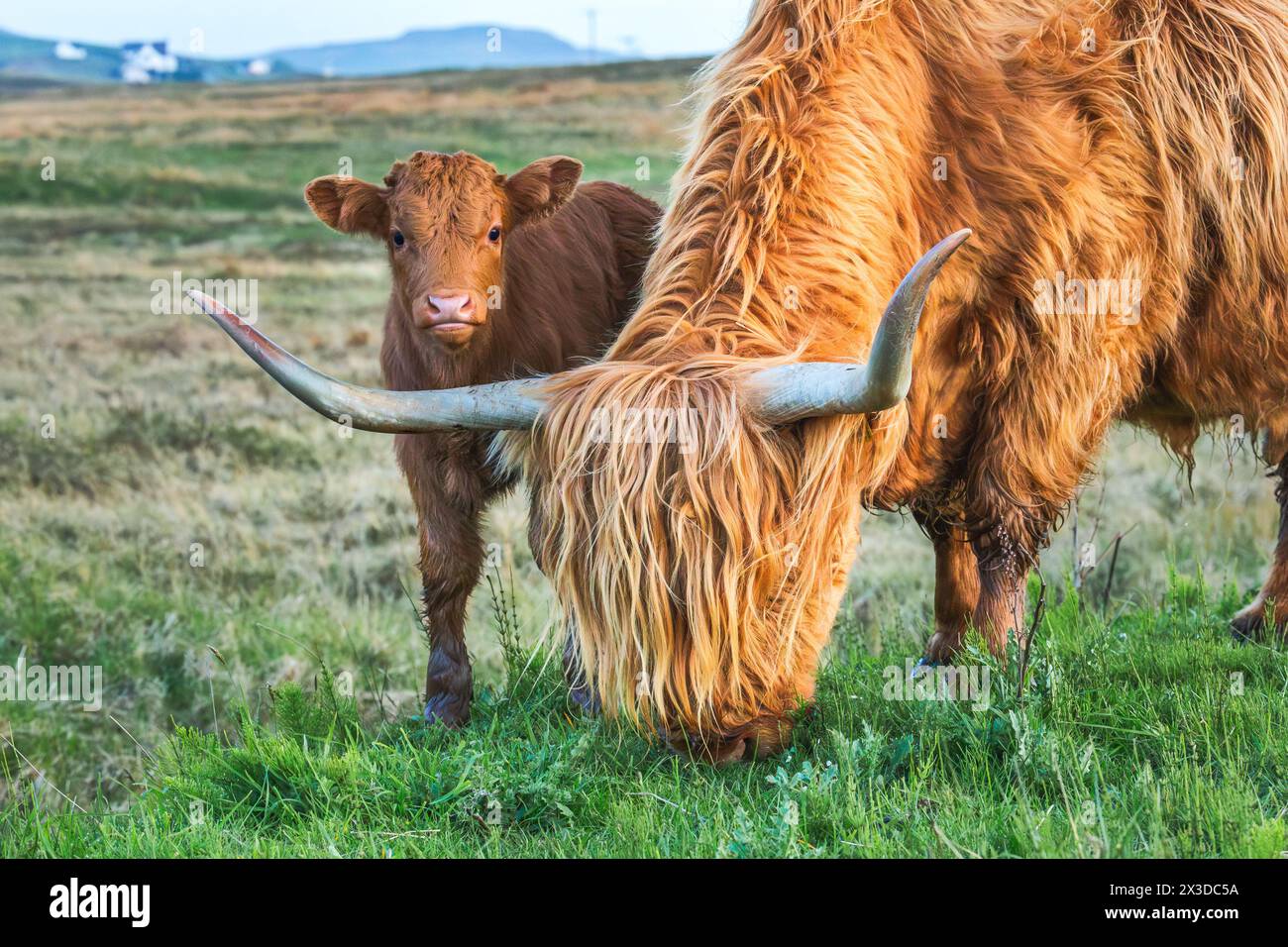 Close up of a baby Highland cow and his mother, Isle of Skye, Scotland ...