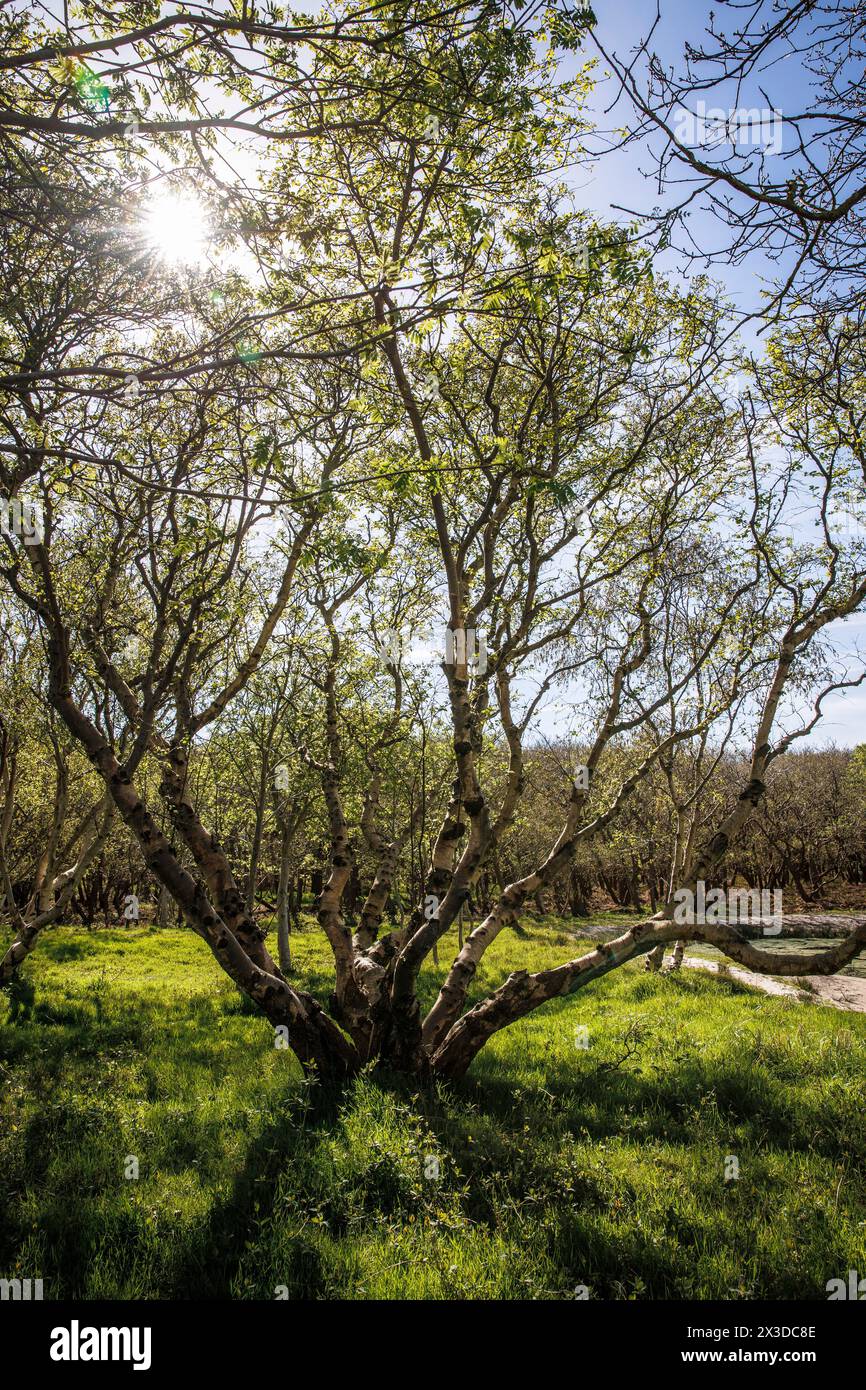 birch trees at the nature reserve de Manteling near Domburg on the ...