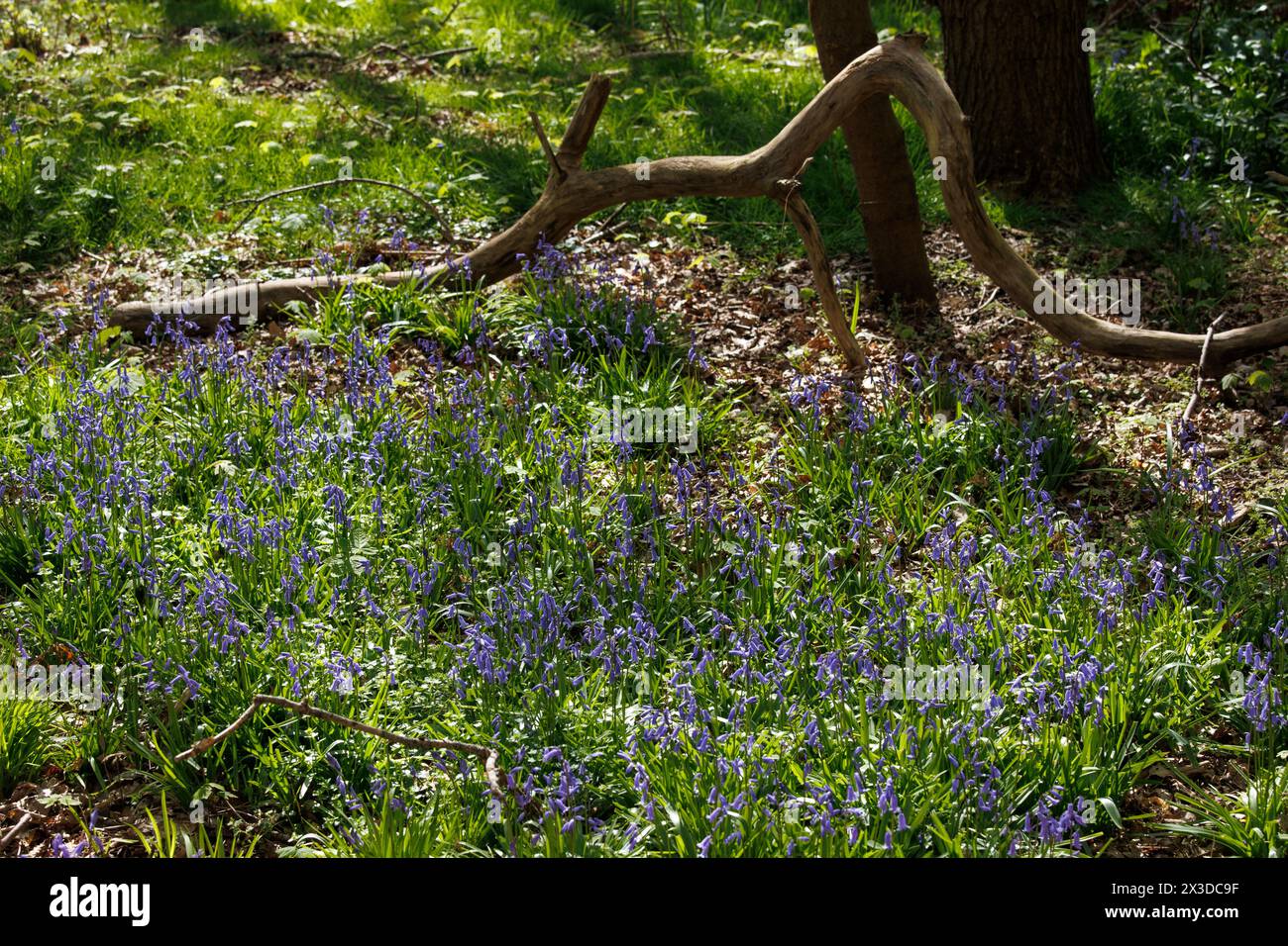 common bluebells (Hyacinthoides non-scripta) growing in the forest of ...