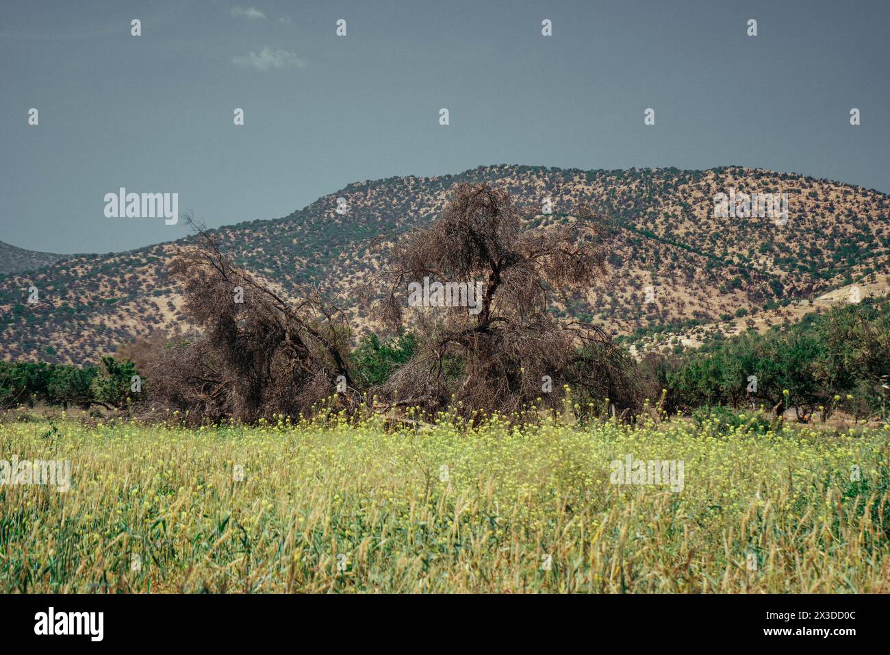 Argan trees are a part of the Moroccan field Stock Photo - Alamy