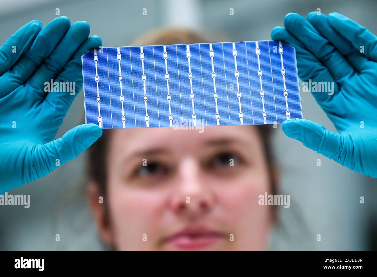 26 April 2024, Saxony-Anhalt, Halle (Saale): An employee of the ...