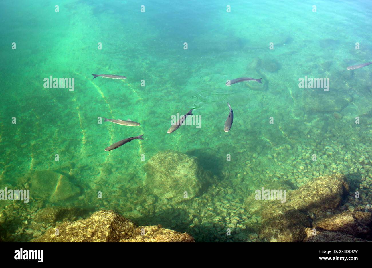 Beach rocks turquoise water hi-res stock photography and images - Alamy