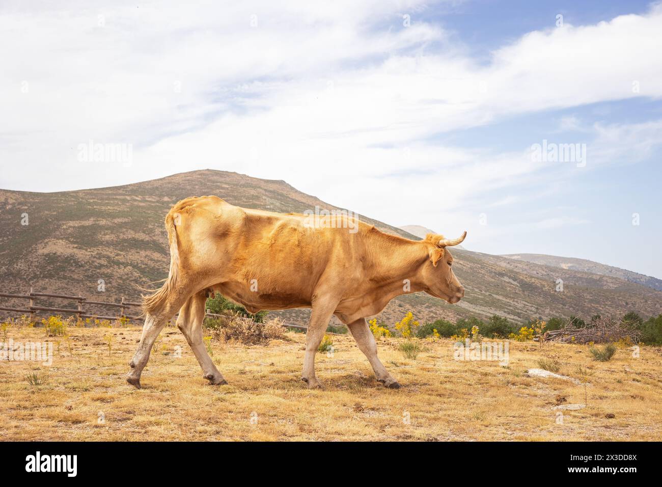 livestock grazing in the field, cows and calves feeding in the wild ...