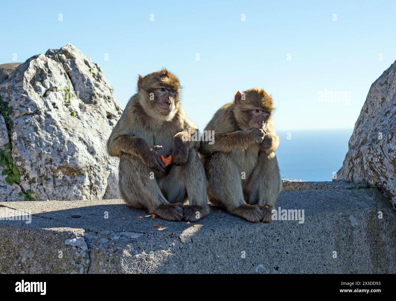Monkey sitting on a stone in gibraltar hi-res stock photography and ...