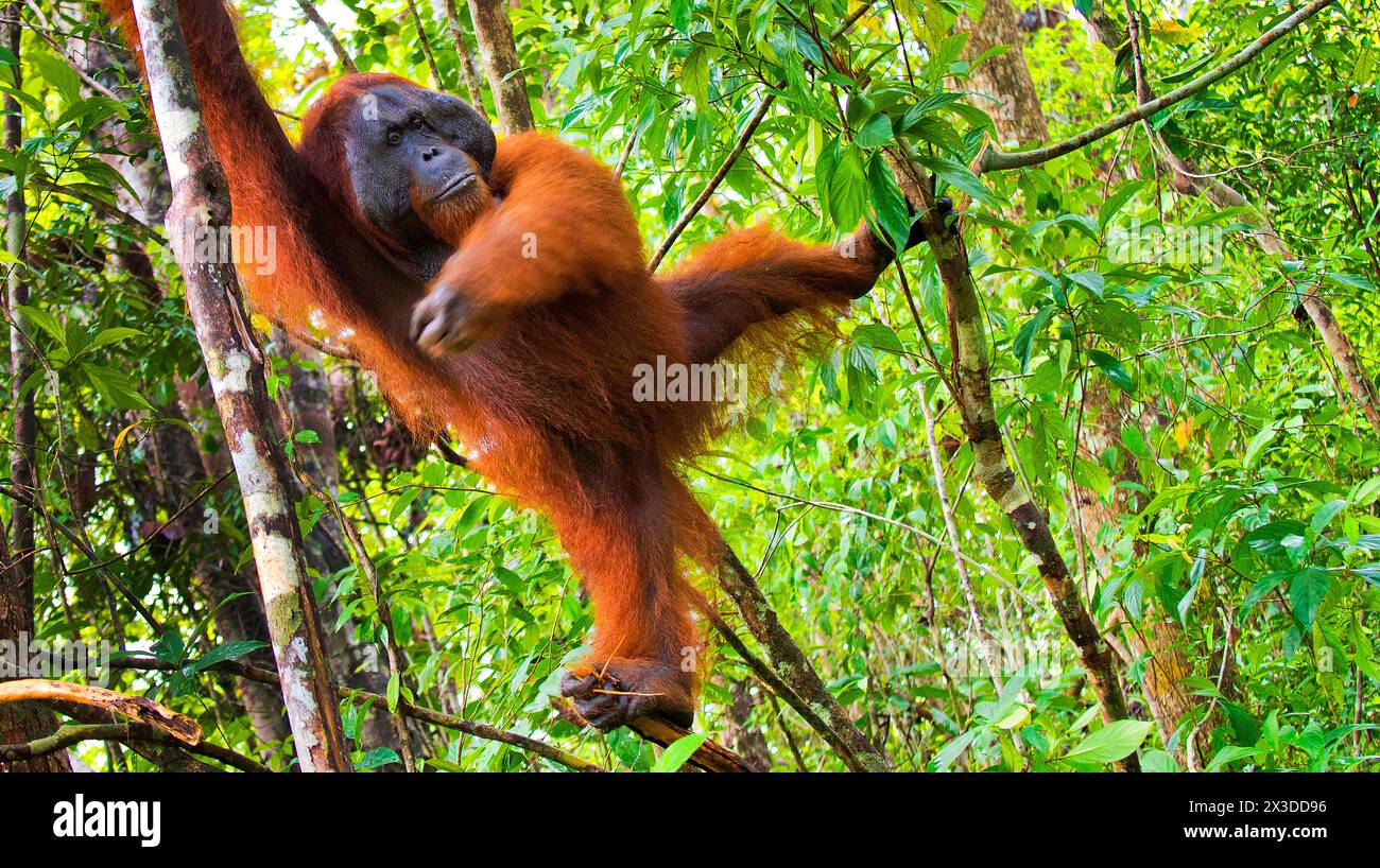Orangutan, Pongo pygmaeus, Tanjung Puting National Park, Kalimantan ...