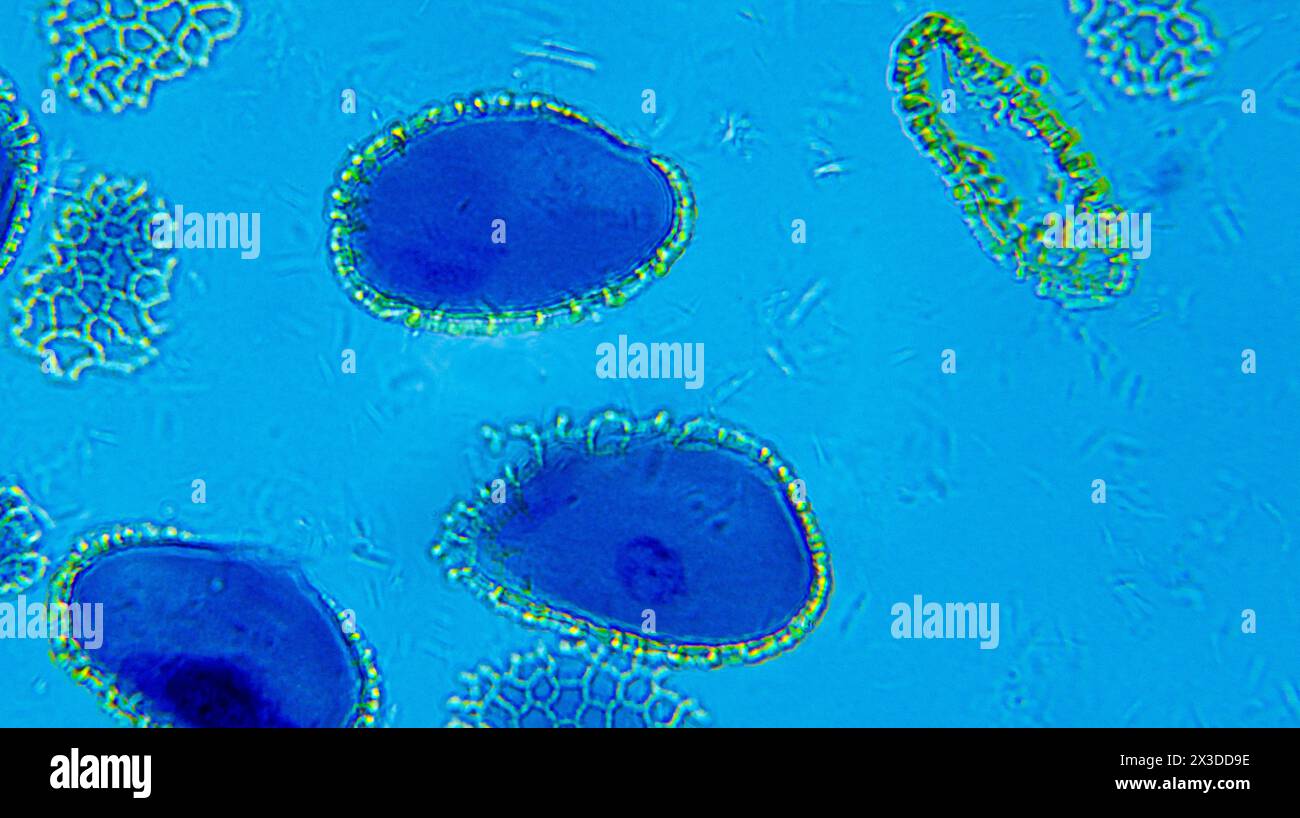 Lillium anther under Optical Microscope Stock Photo - Alamy