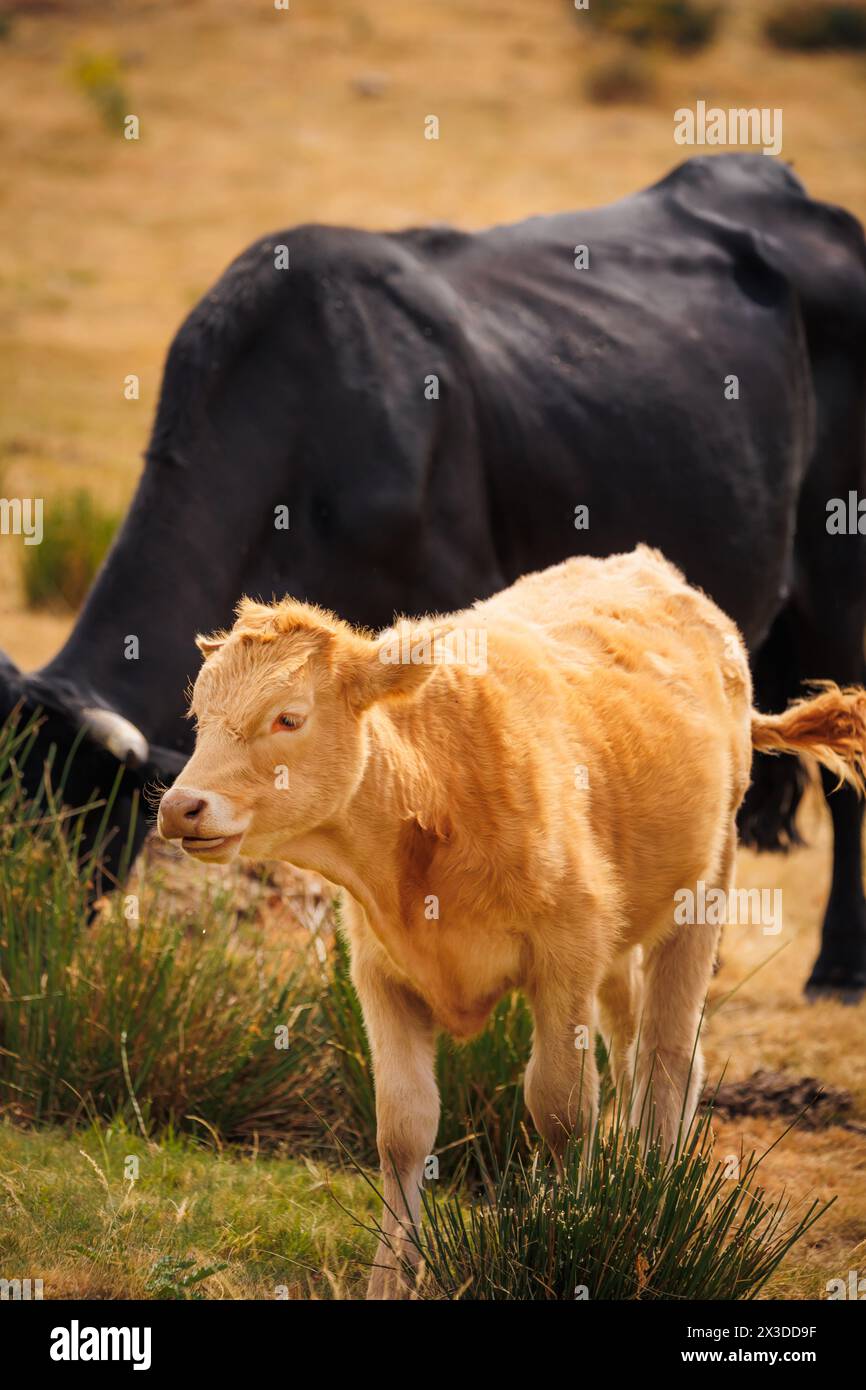 livestock grazing in the field, cows and calves feeding in the wild ...