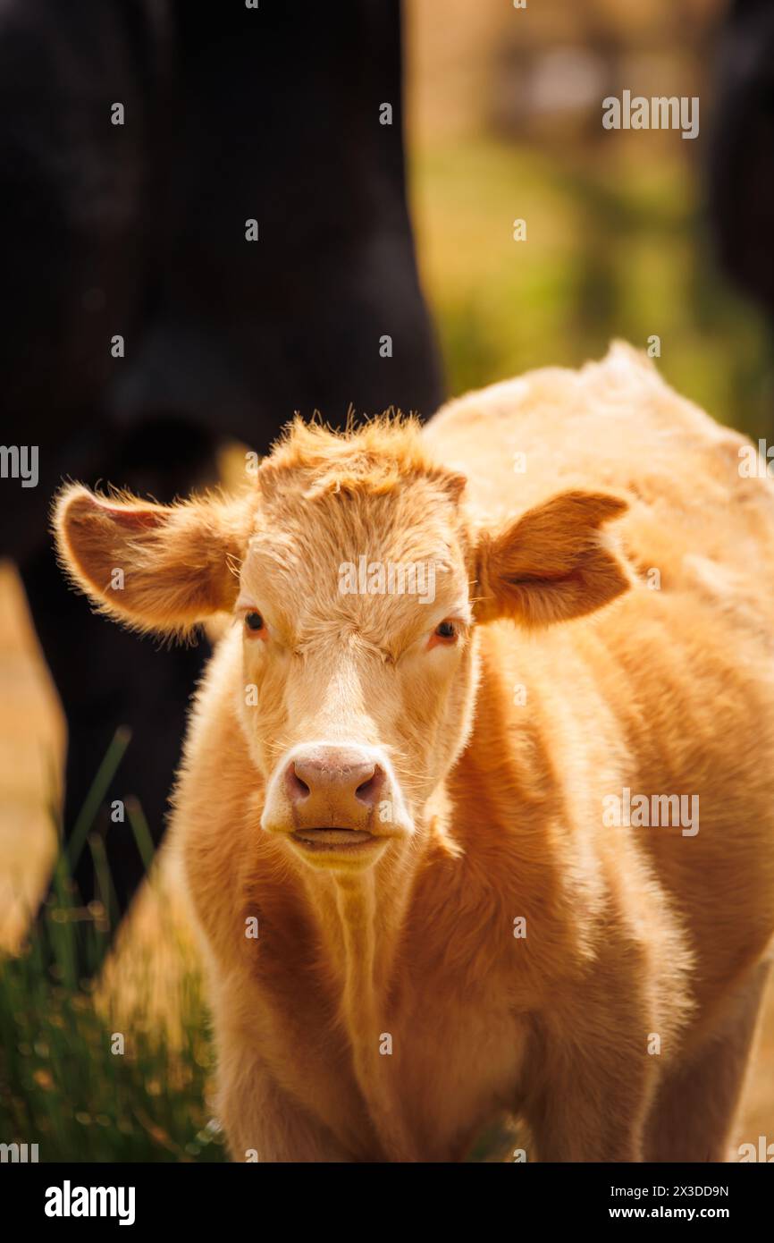 livestock grazing in the field, cows and calves feeding in the wild ...