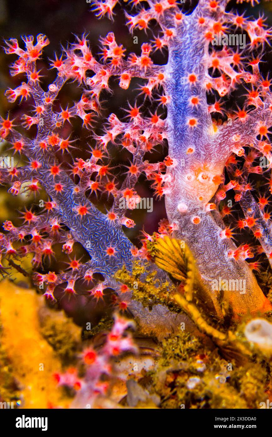 Multi-branched Coral Trees, Soft Coral, Reef Building Corals, Coral ...