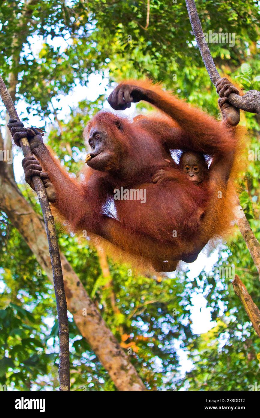 Orangutan, Pongo pygmaeus, Tanjung Puting National Park, Kalimantan ...