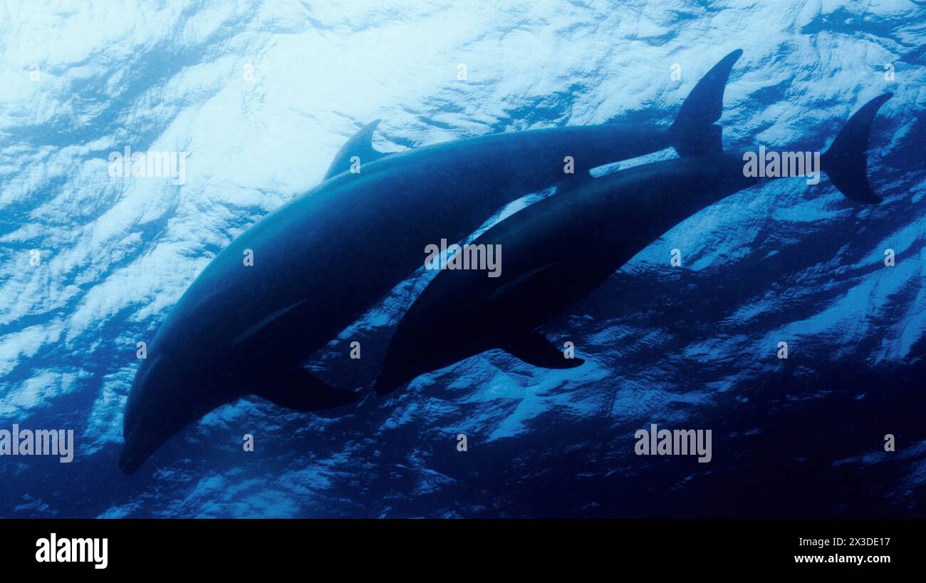 Delphinus delphis galapagos hi-res stock photography and images - Alamy