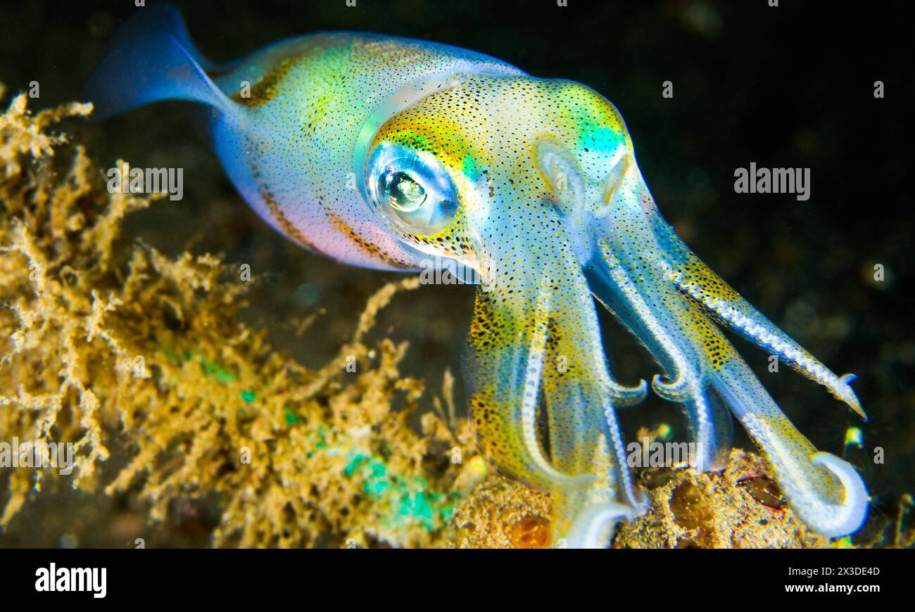 Reef Squid, Reef Building Corals, Coral Reef, Lembeh, North Sulawesi ...