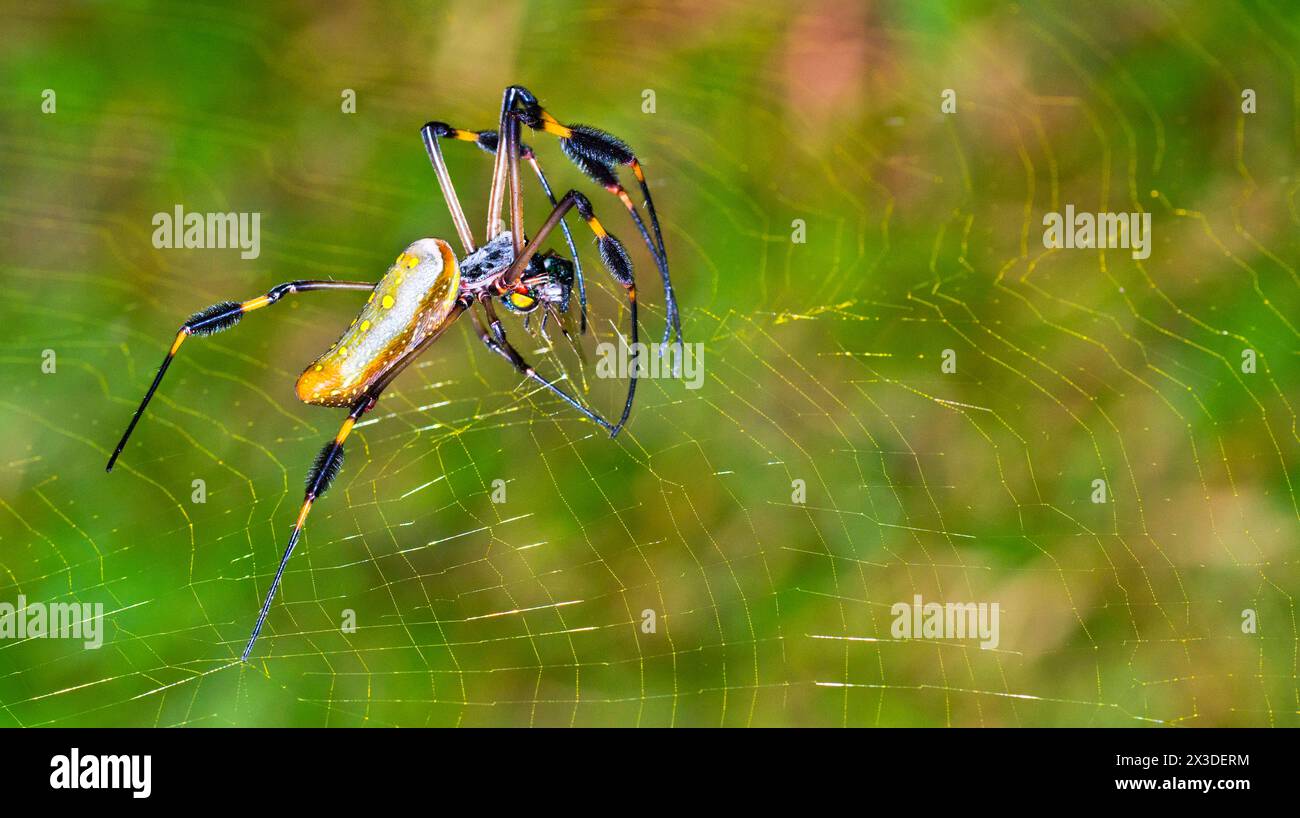Golden Orb-web Spider, Nephila clavipes, Tropical Rainforest, Marino Ballena National Park ...