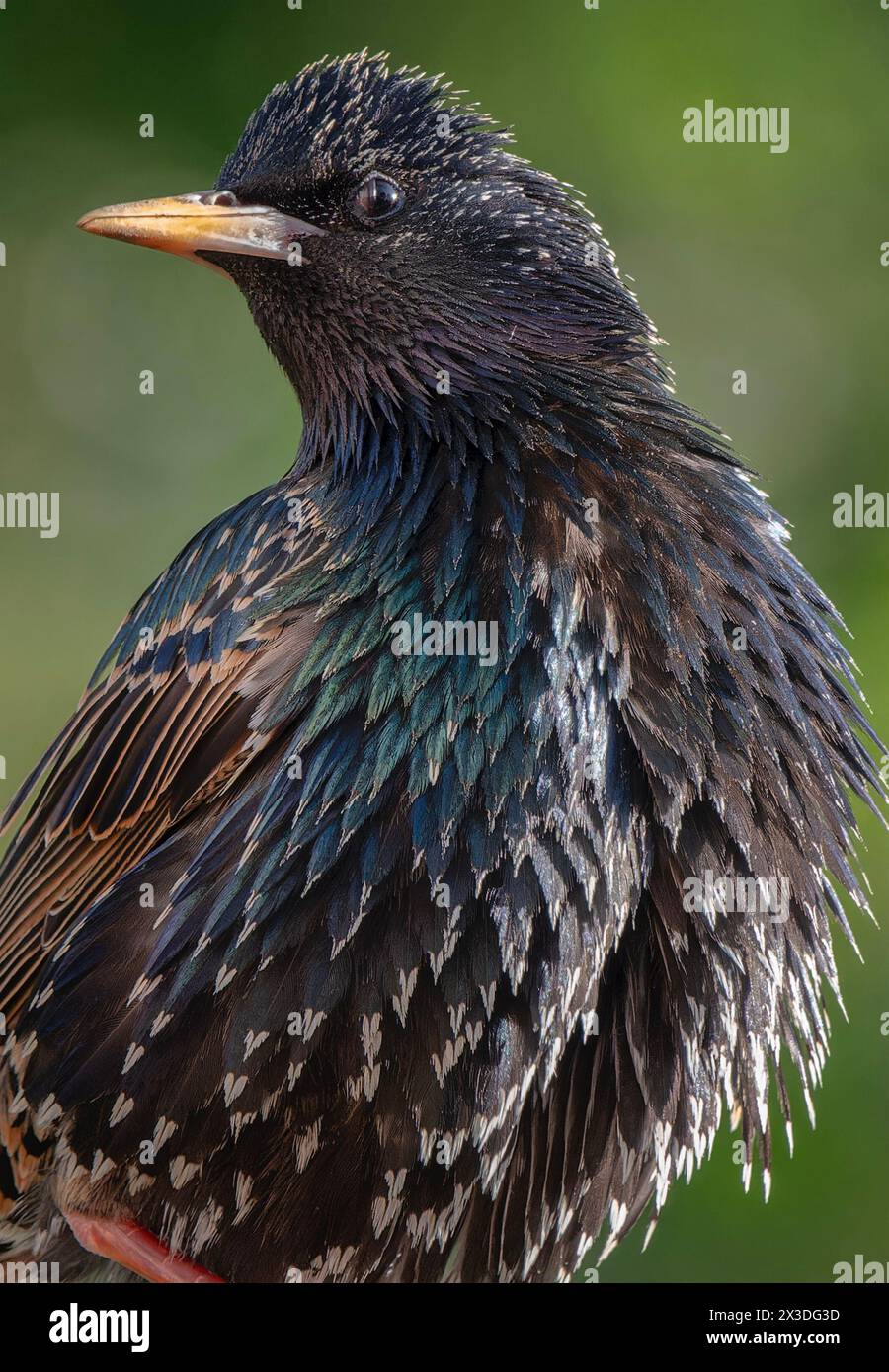 A female Starling on the backyard deck Stock Photo - Alamy