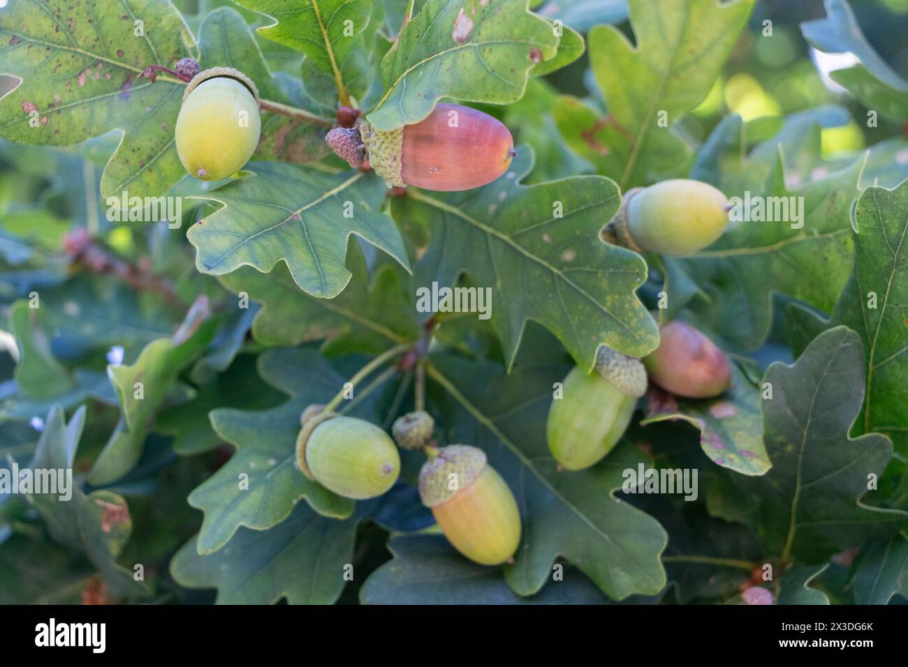 Unripe acorns on an oak tree in a forest Stock Photo - Alamy