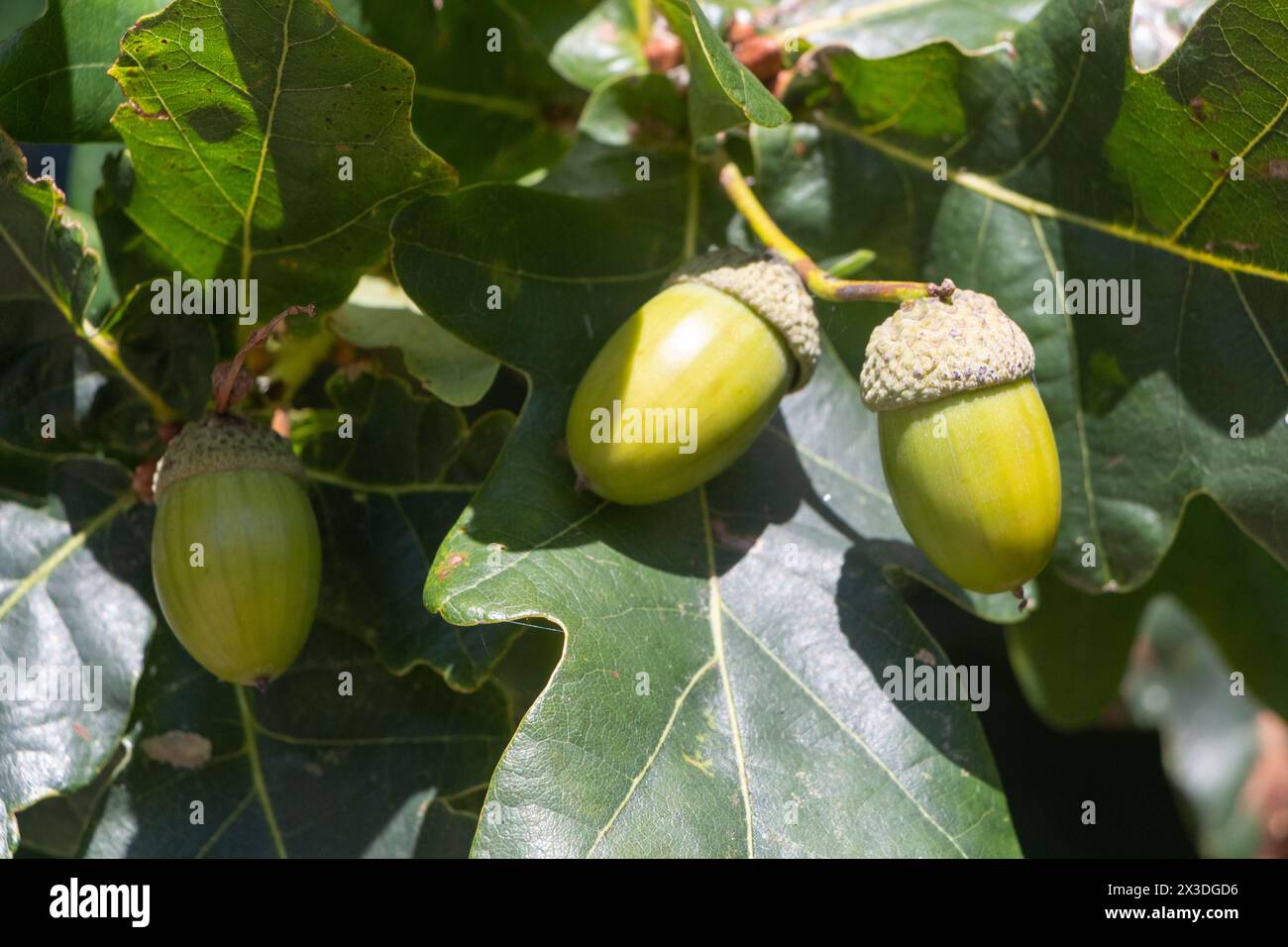 Acorn growing on an oak tree during summer Stock Photo - Alamy