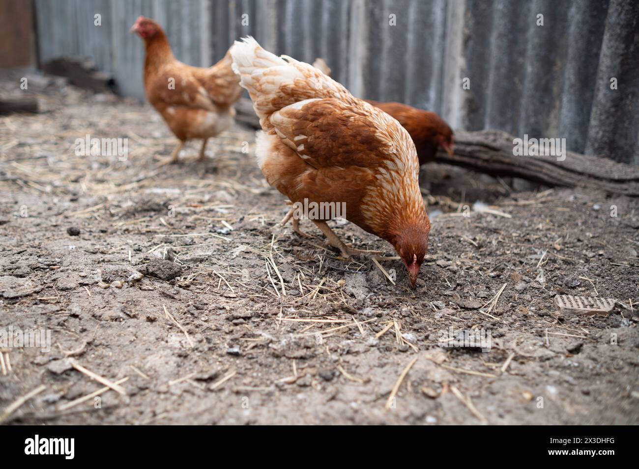 Rural chickens walk on paddock hi-res stock photography and images - Alamy