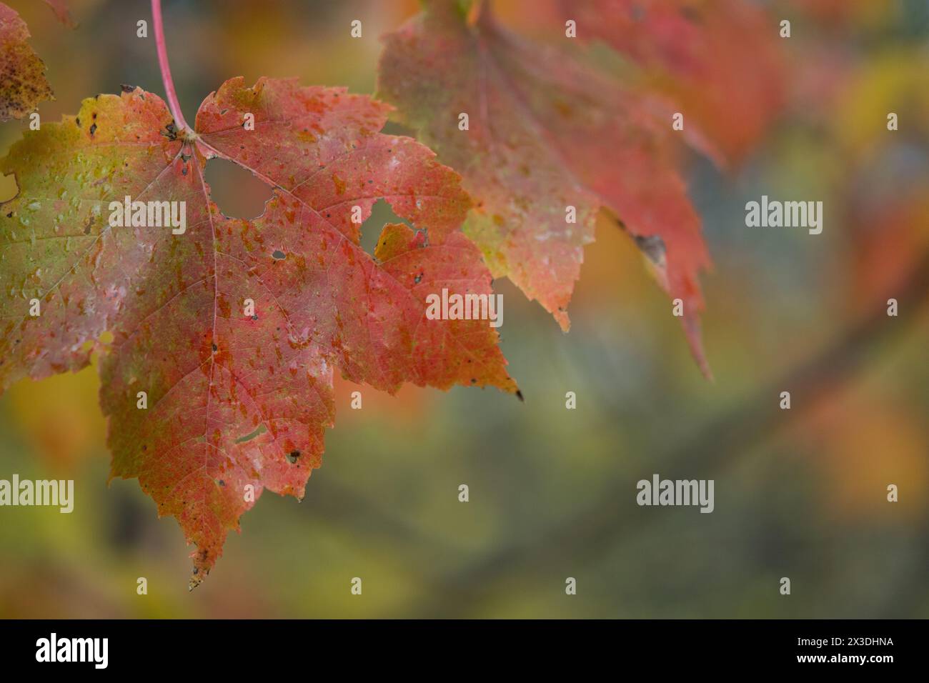 Wet autumn maple leaves hanging from a tree Stock Photo - Alamy