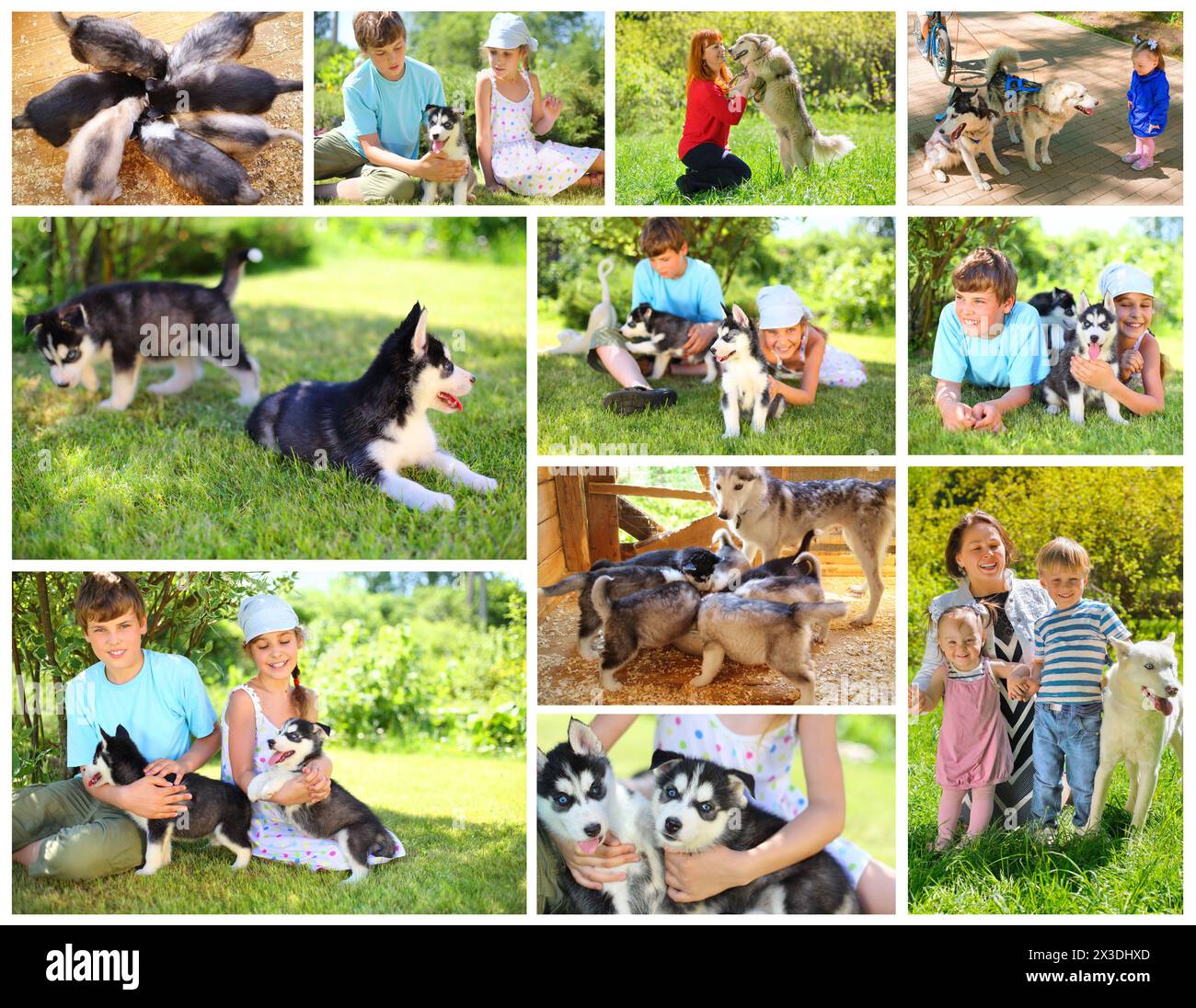 Collage with husky dogs and six happy people in green sunny garden ...