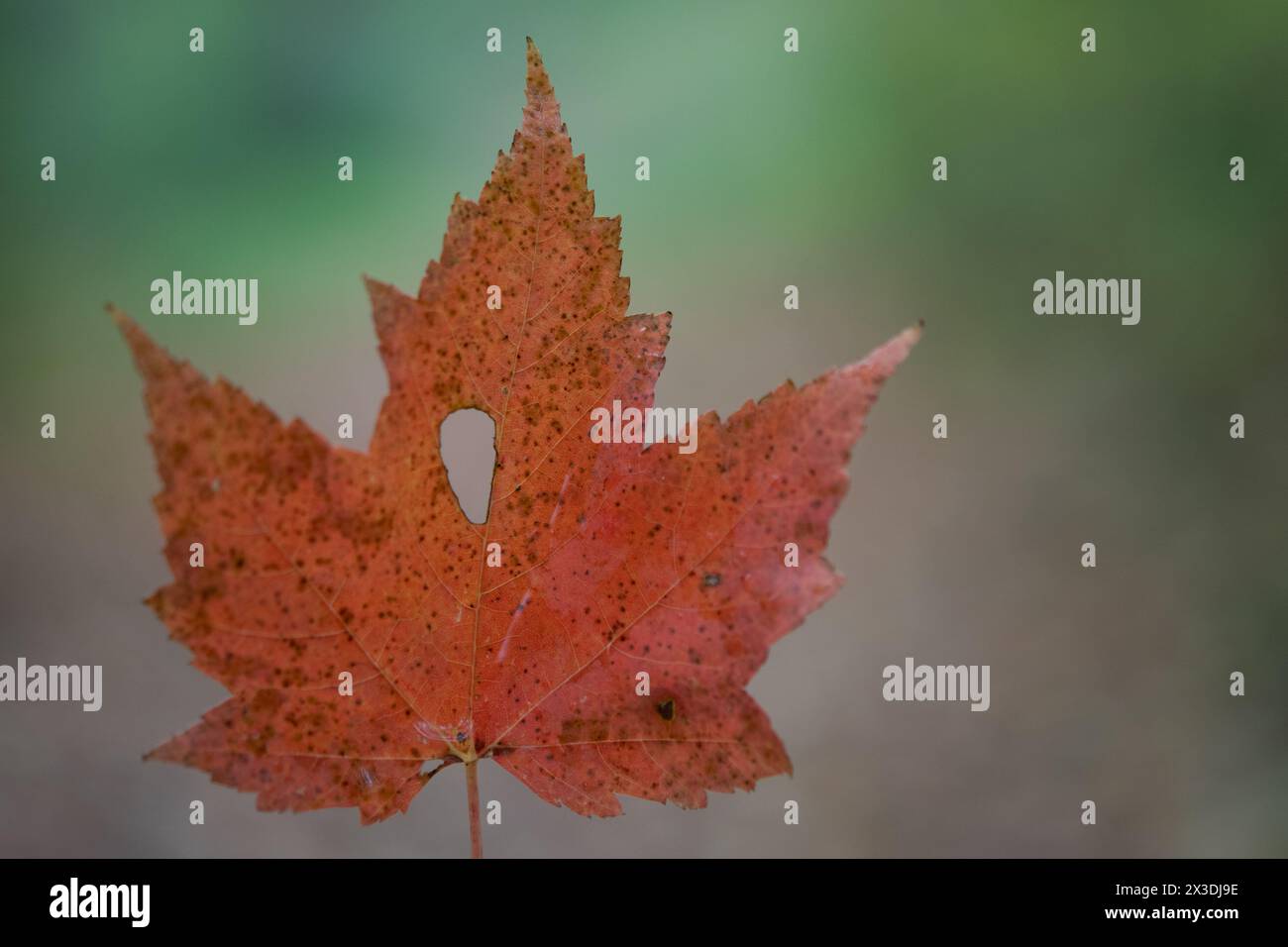 Hole in maple leaves hi-res stock photography and images - Alamy