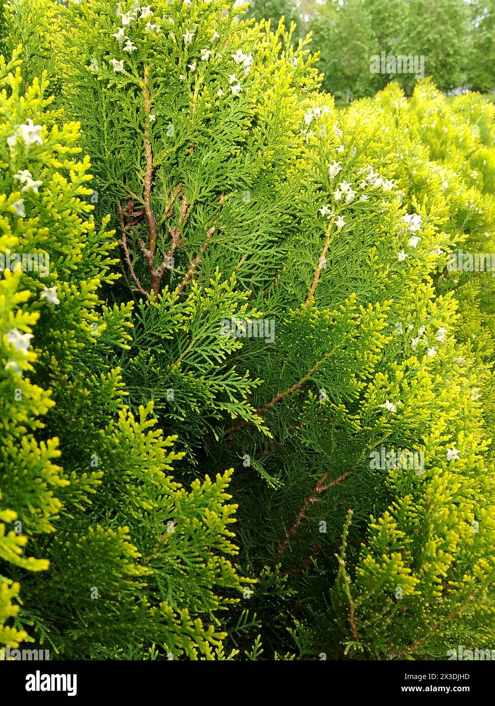 A dense, textured backdrop of thuja tree branches with their signature ...