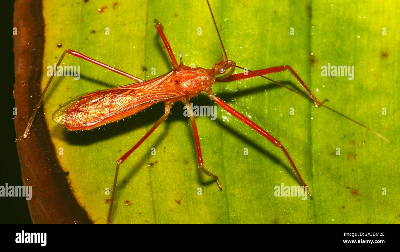 Shield Bug, Chust Bug, Hemiptera, Tropical Rainforest, Napo River Basin ...