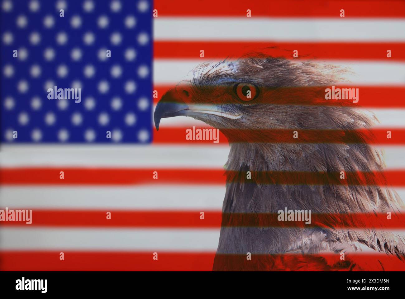 Collage with profile of predatory bird hawk against background of ...