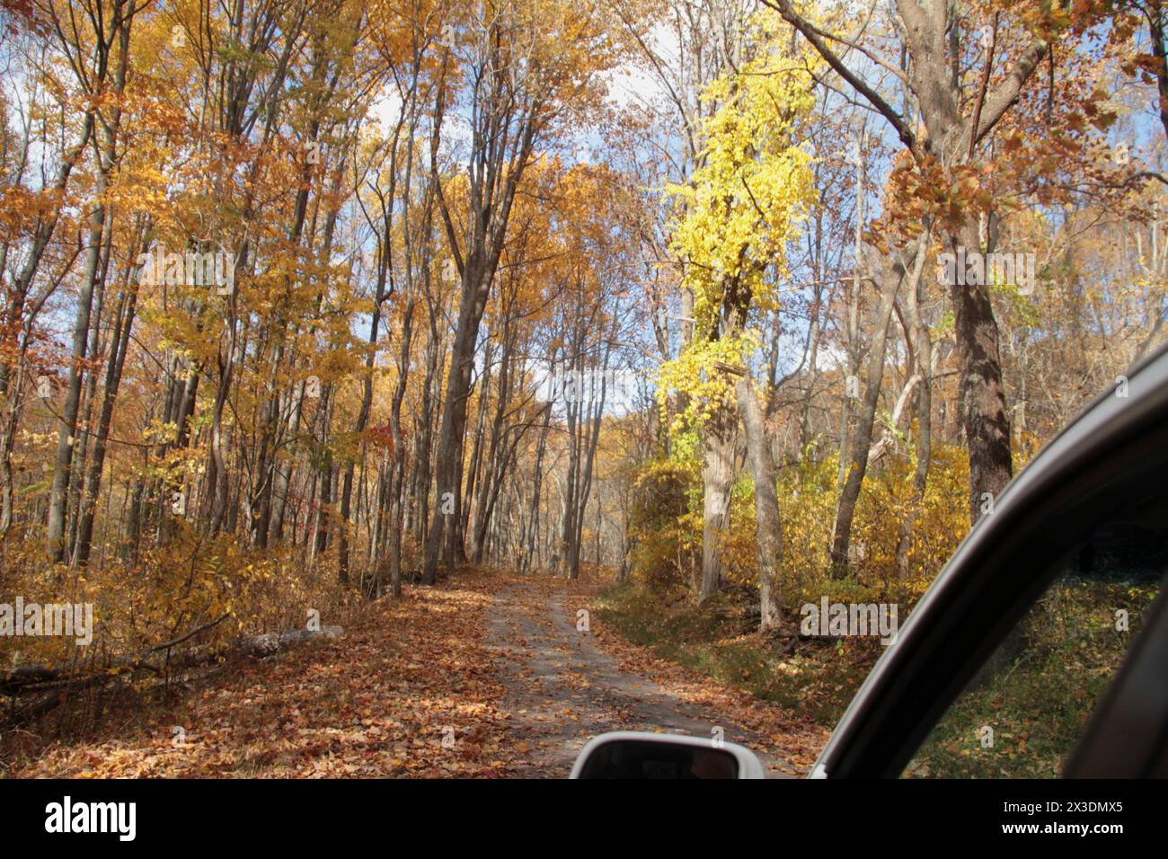 Virginia, U.S.A. Driving on an unpaved mountain road in late October ...