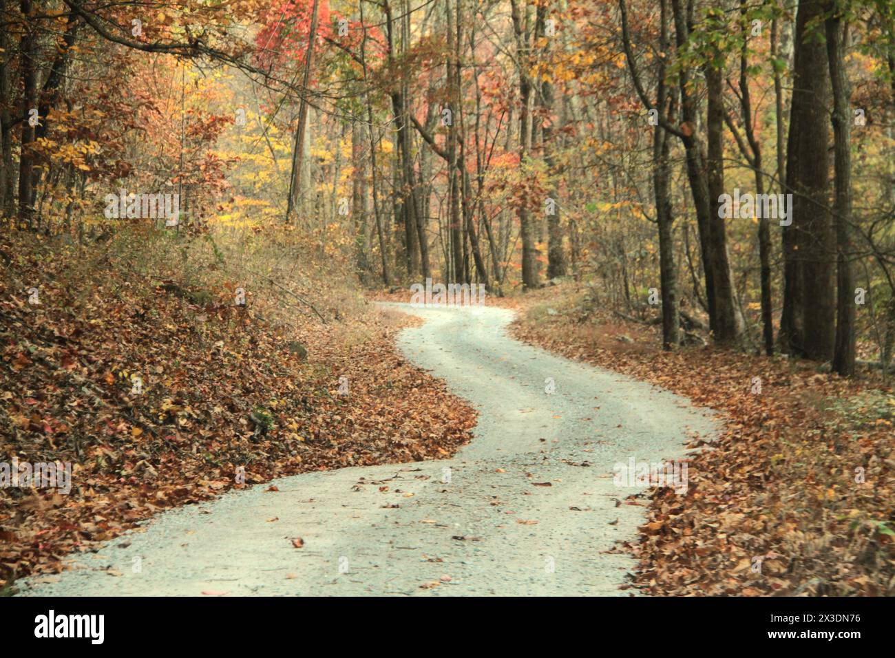 Virginia, U.S.A. Driving on an unpaved mountain road in late October ...