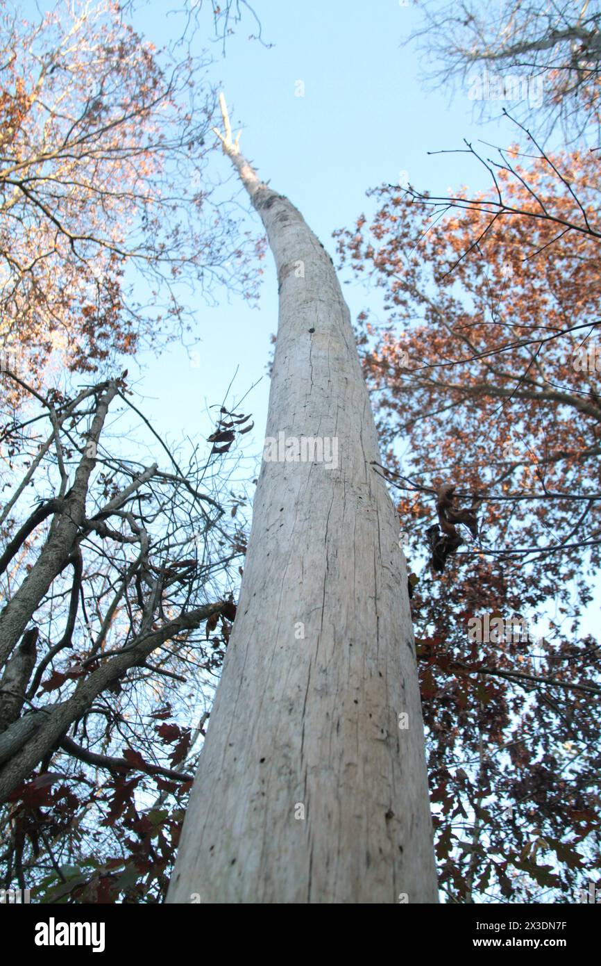 Standing dead wood hi-res stock photography and images - Alamy