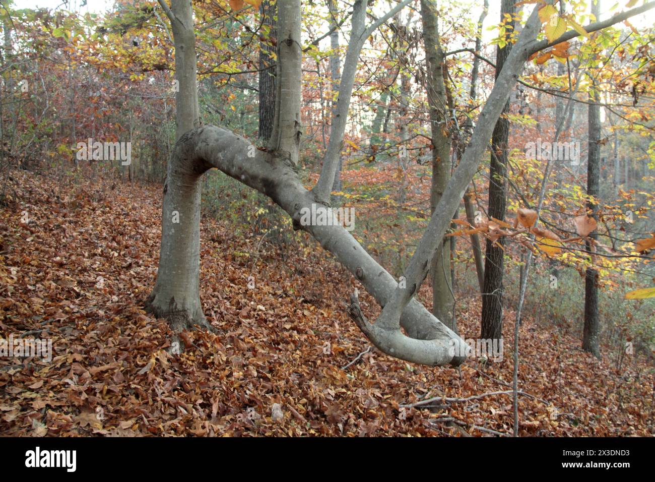 Bent tree hi-res stock photography and images - Alamy