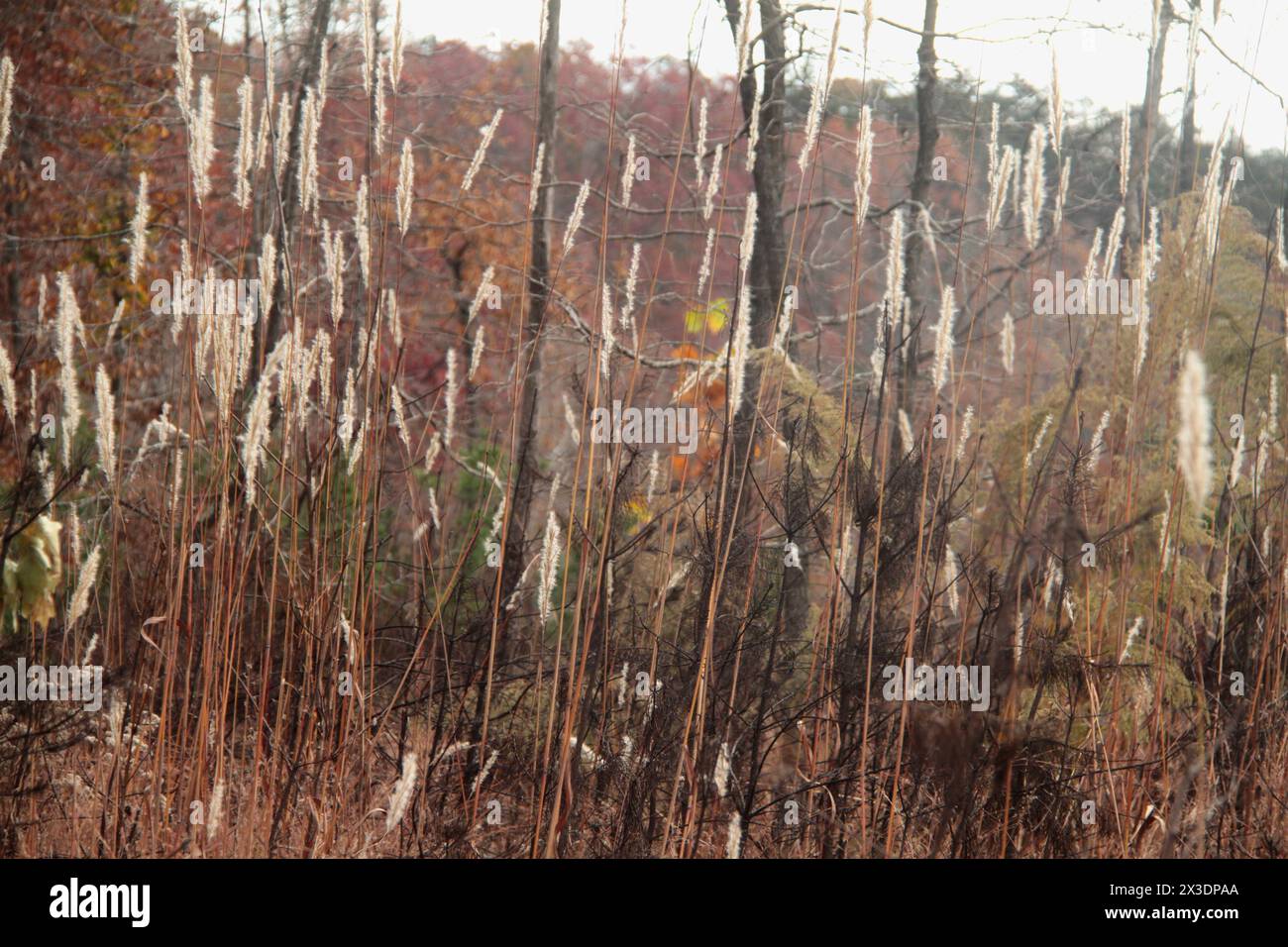 Silver beardgrass hi-res stock photography and images - Alamy
