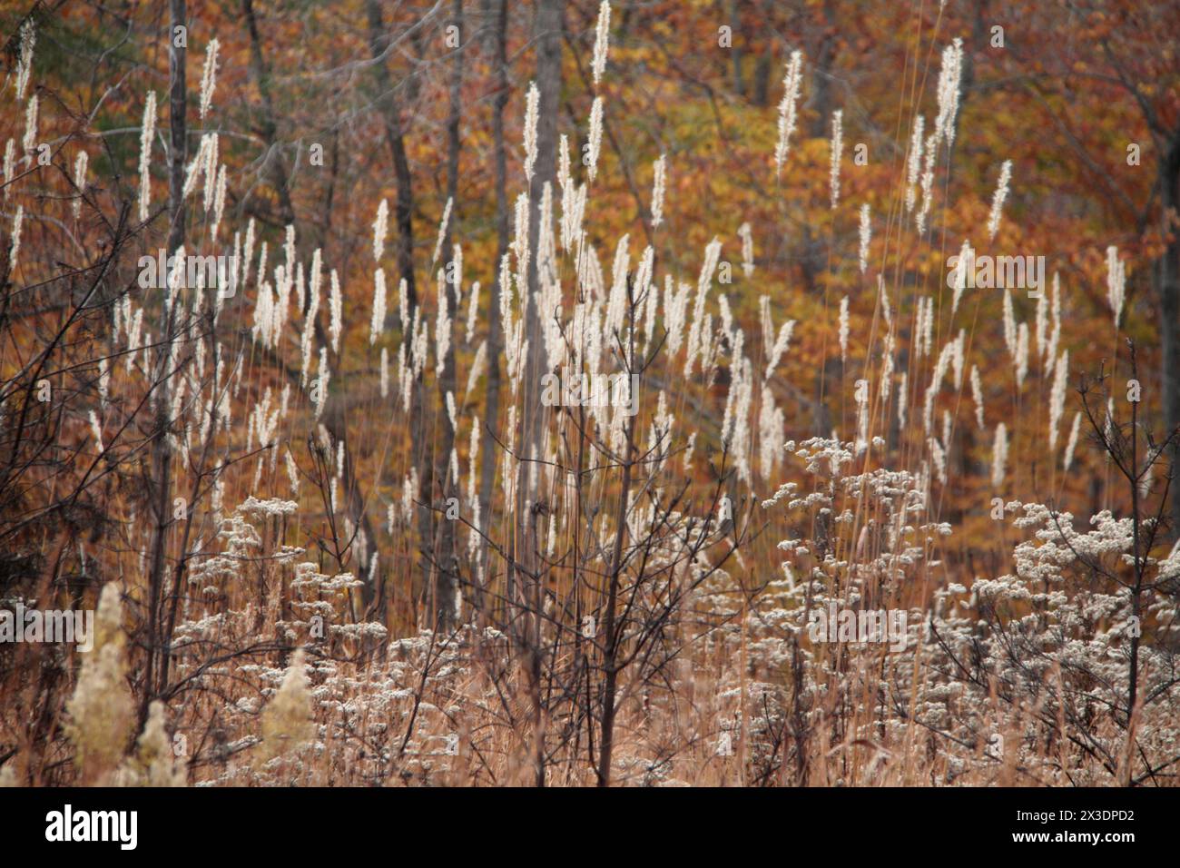 Silver beardgrass hi-res stock photography and images - Alamy
