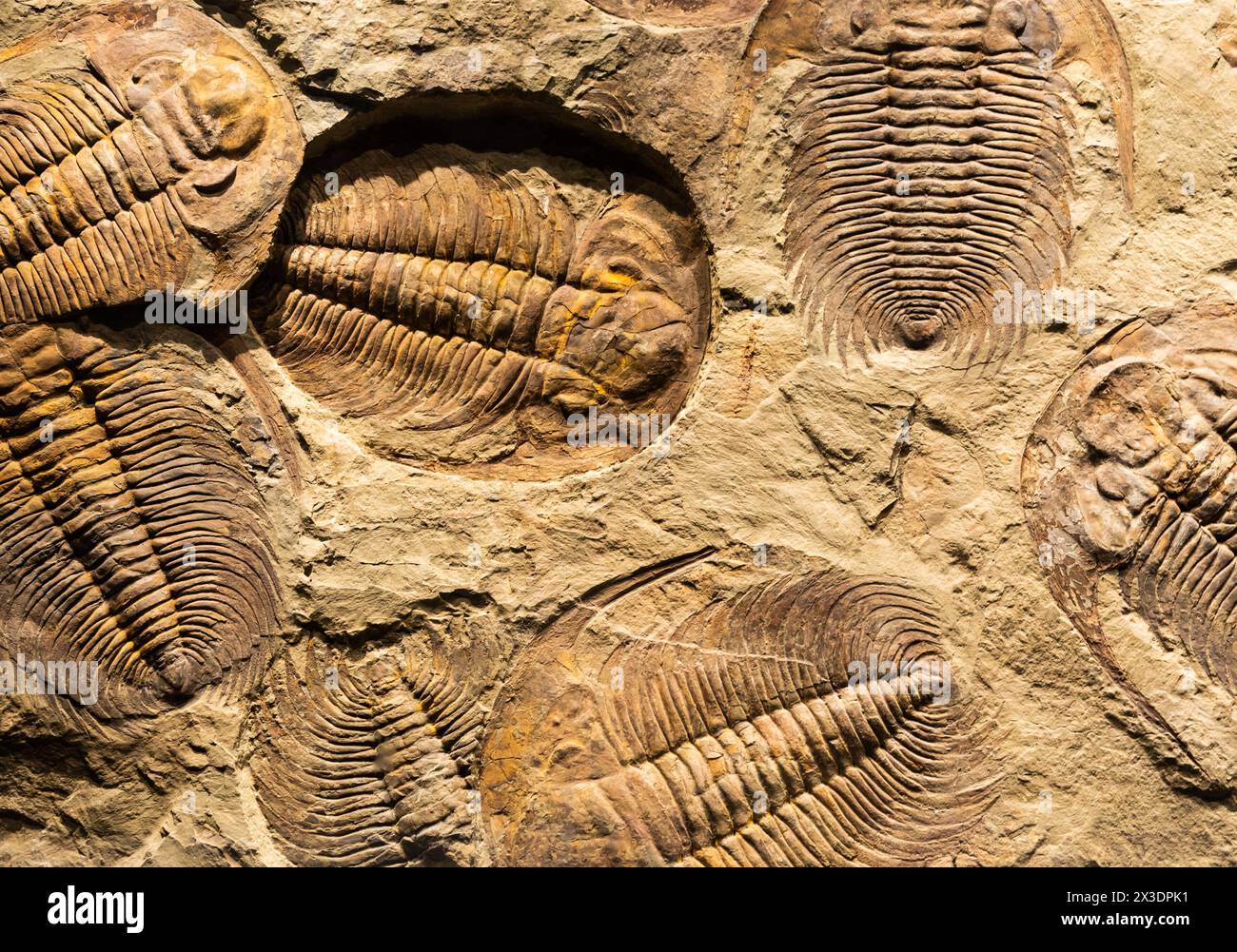 Fossil of Trilobite - Acadoparadoxides briareus - ancient fossilized ...